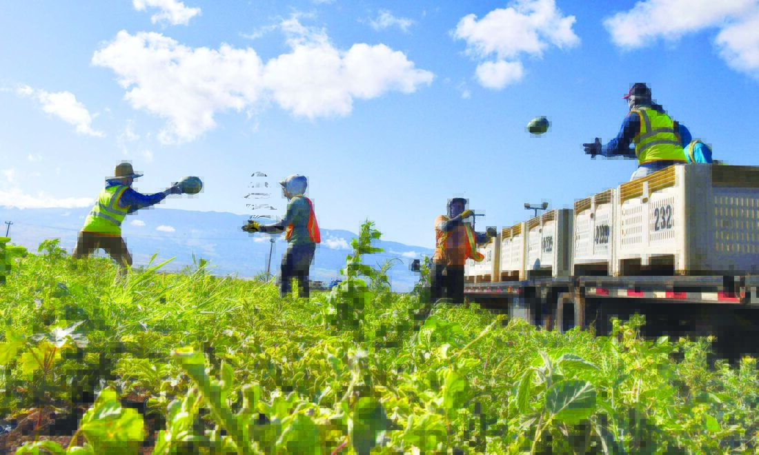 Mahi Pono starts summer watermelon harvest | News, Sports, Jobs - Maui News